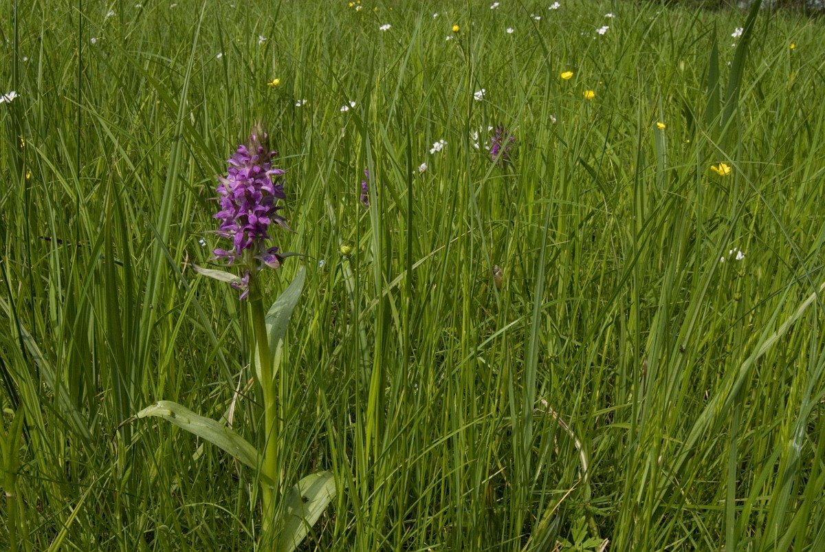 Dactylorhiza majalis, Broad-leaved Marsh-orchid